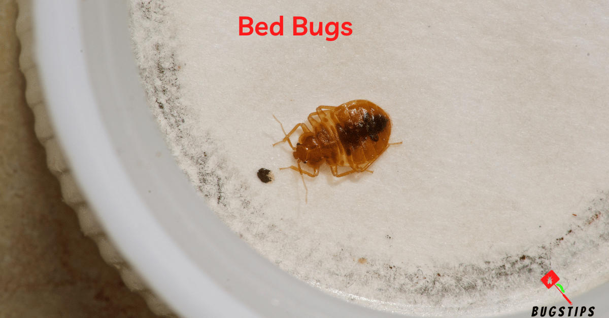 Bed Bugs vs Scabies - 5 Key Differences and Similarities With Easy ... Bed Bugs vs Scabies - 5 Key Differences and Similarities With Easy ...