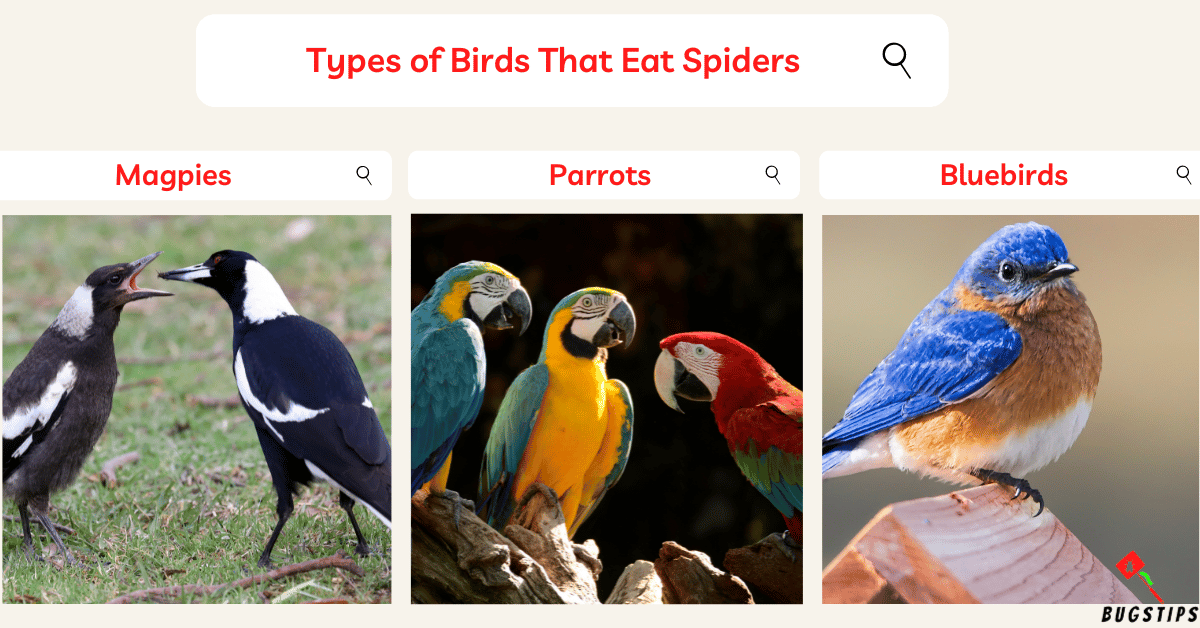 Do Birds Eat Spiders? Discover 23 Surprising Spider-Eating Birds ...