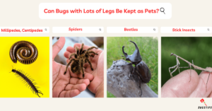5 Bugs with Lots of Legs | Ultimate Info Guide - BugsTips