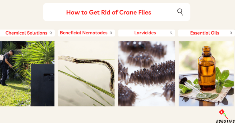 How to Get Rid of Crane Flies | 10 Proven Methods - BugsTips