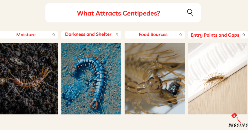What Attracts Centipedes? Essential Guide - BugsTips
